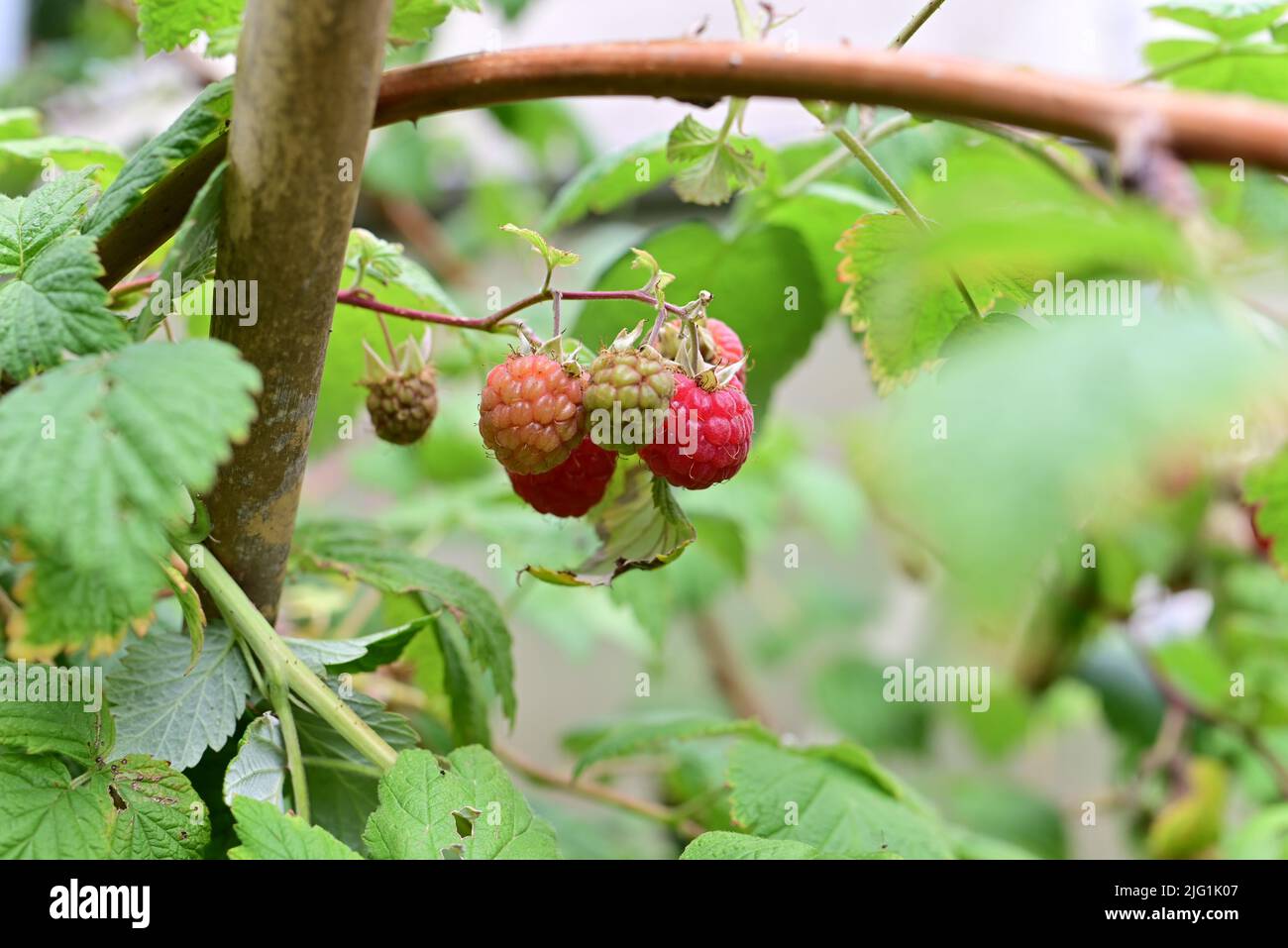 Rashberries hi-res stock photography and images - Alamy