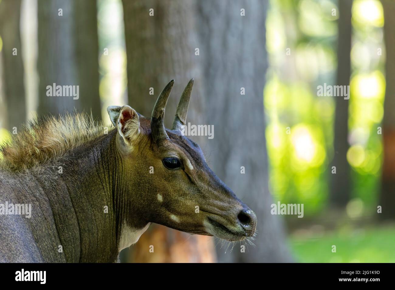 Nilgai - Blue Bull (Boselaphus tragocamelus), one of the large antelope ...