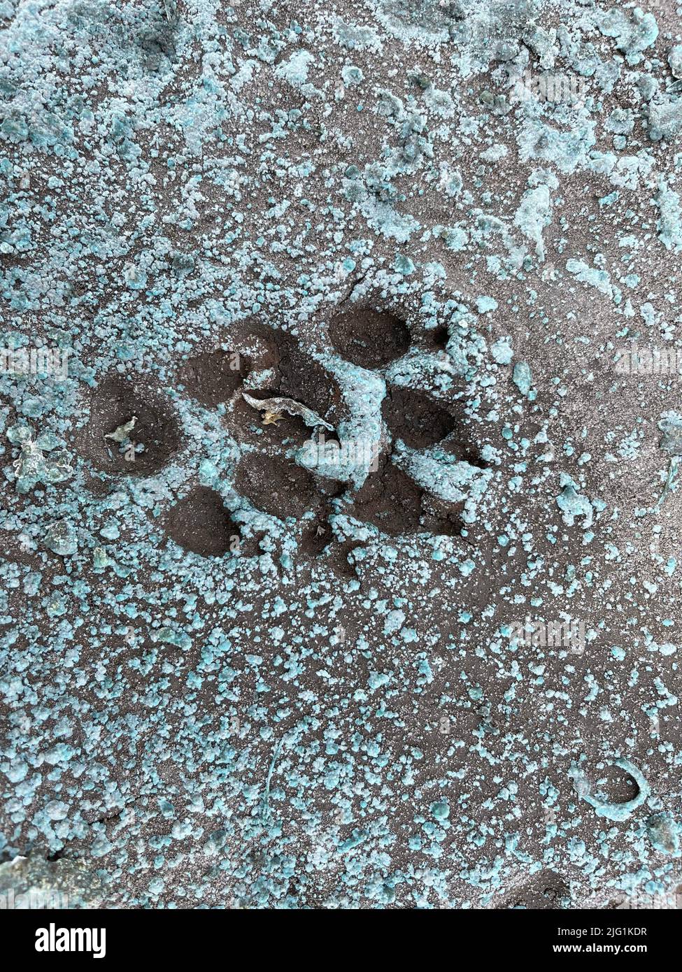 Dog footprints in mud colored turquoise and blue-green by traces of ...