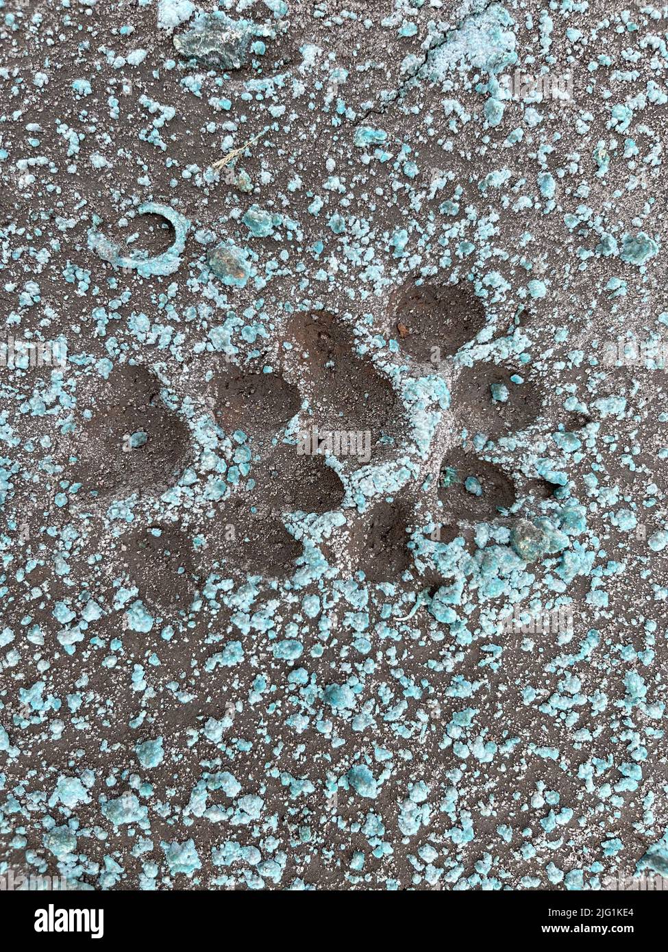 Dog footprints in mud colored turquoise and blue-green by traces of ...