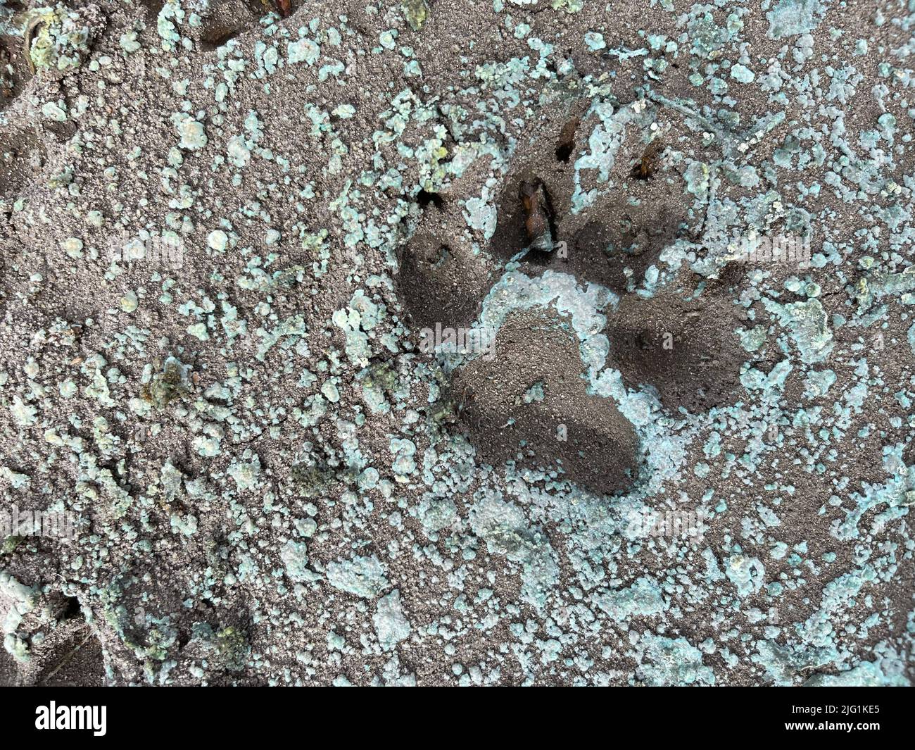 Dog footprints in mud colored turquoise and blue-green by traces of ...