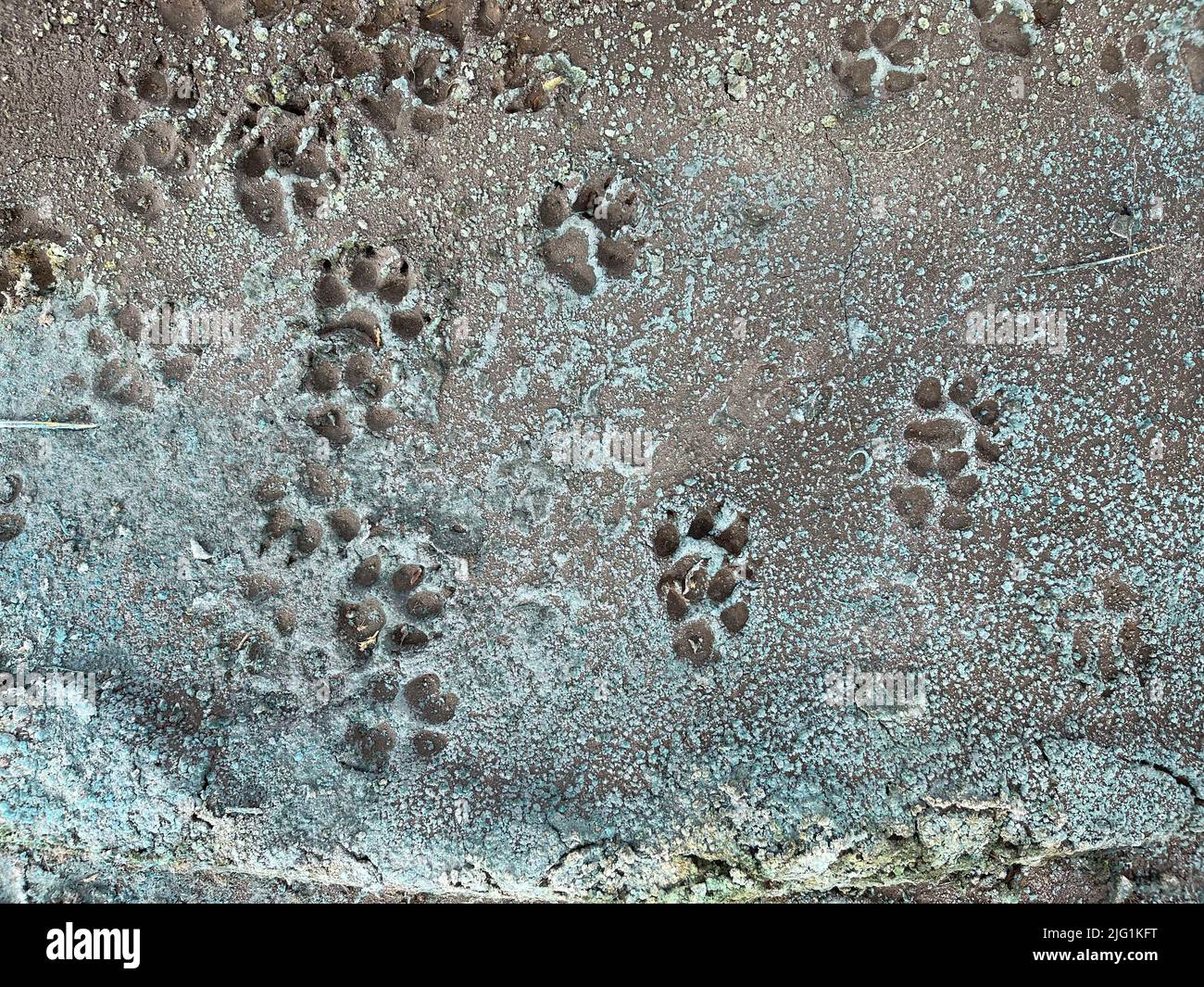 Dog footprints in mud colored turquoise and blue-green by traces of ...