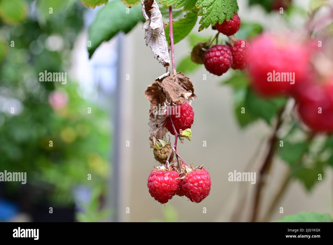 Ripe and unripe rashberries on the bush with a various of focus Stock ...