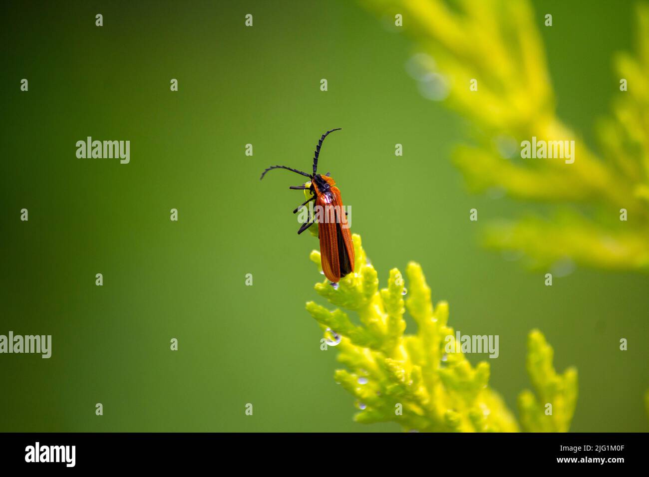 Close – up of a Common Red Soldier Beetle (Rhagonycha fulva) on a leaf ...