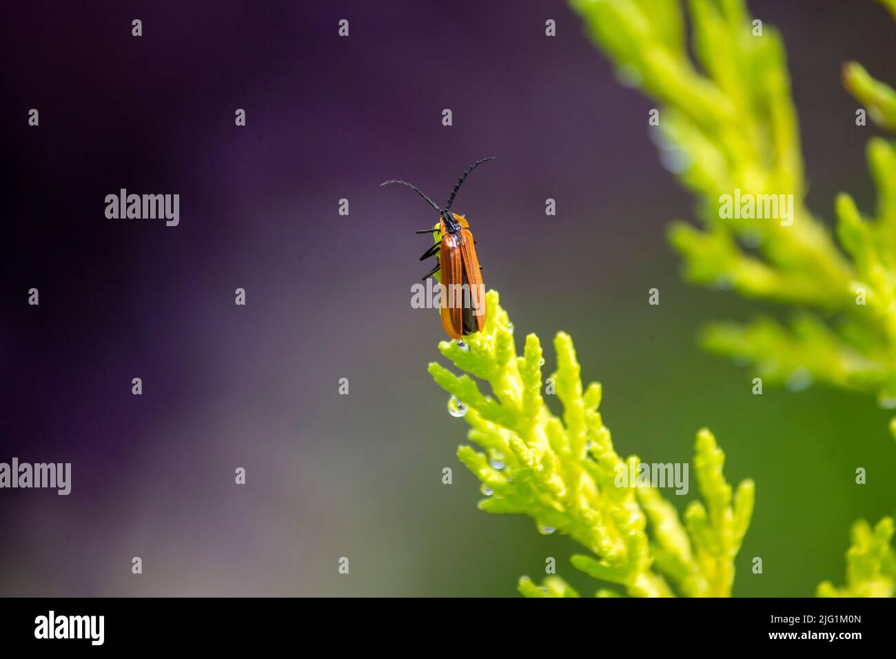 Close – up of a Common Red Soldier Beetle (Rhagonycha fulva) on a leaf ...