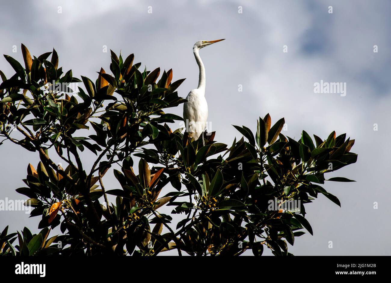An Egret (Ardea alba) perched on a tree in Sydney, NSW, Australia ...