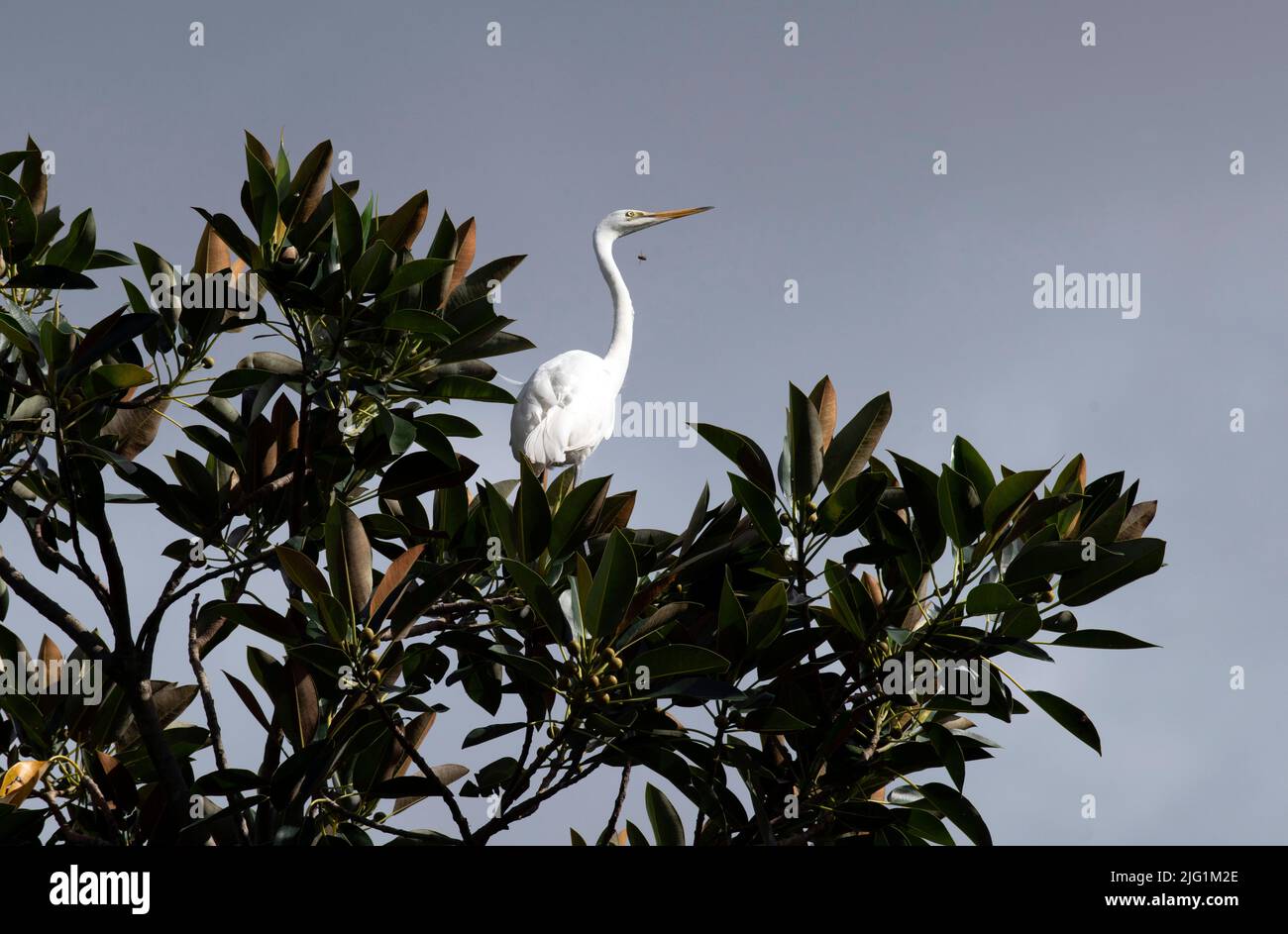 An Egret (Ardea alba) perched on a tree in Sydney, NSW, Australia ...