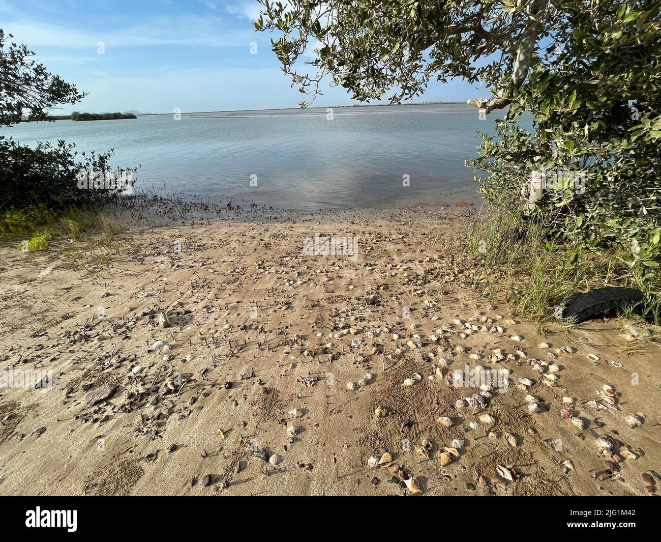 Snails in the Kino estuary, Sonora, Mexico. © (Photo by Luis Gutierrez ...