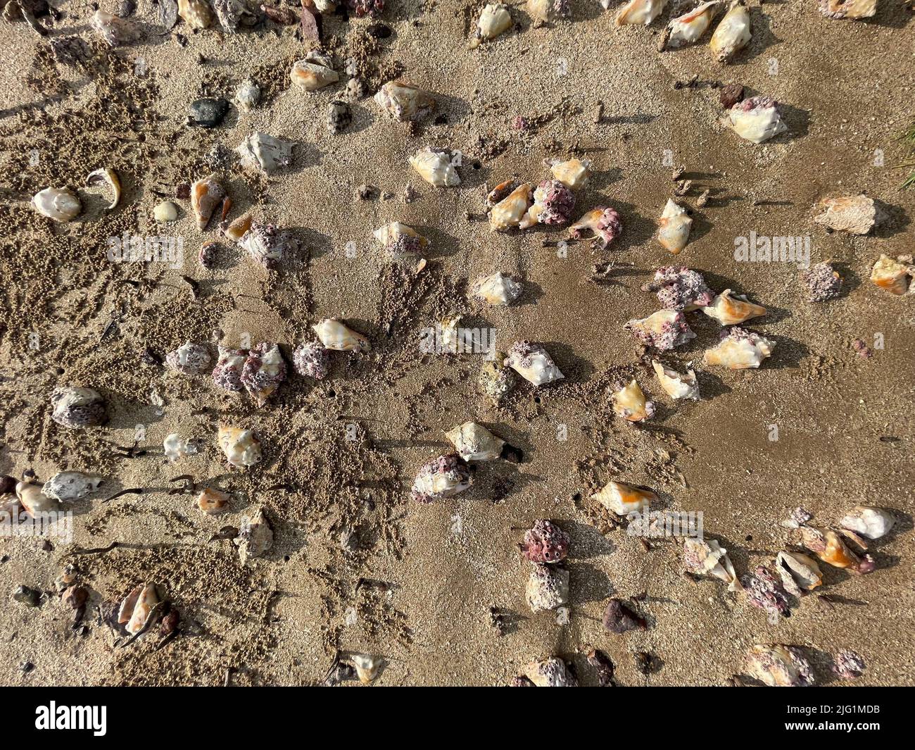 Snails in the Kino estuary, Sonora, Mexico. © (Photo by Luis Gutierrez ...