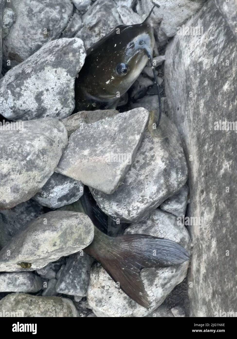 catfish fish in El Novillo in Soyopa Sonora, Mexico. ©.. (Photo by Luis ...