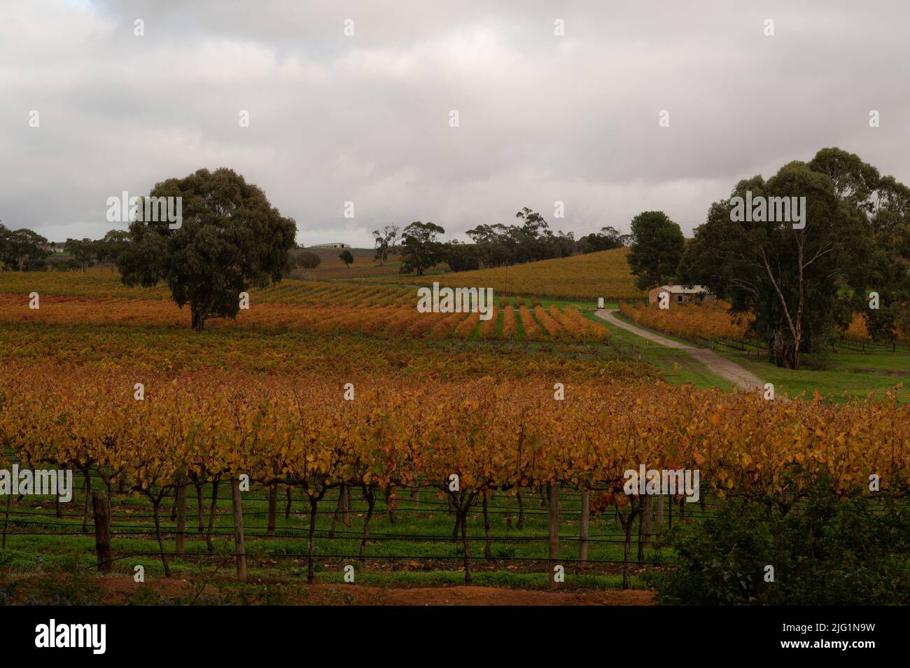 Barossa valley vine yard hi-res stock photography and images - Alamy