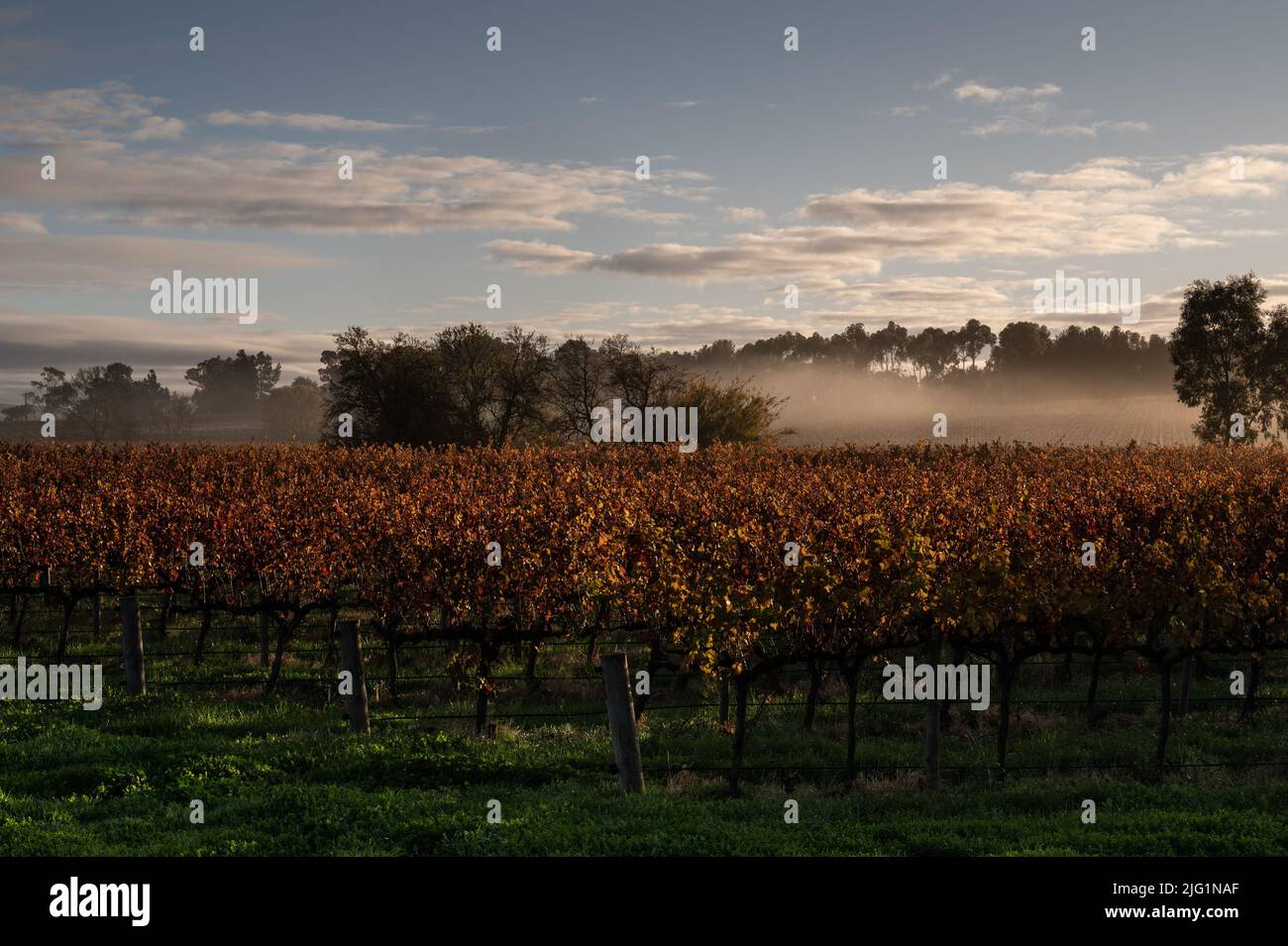 Barossa valley vine yard hi-res stock photography and images - Alamy