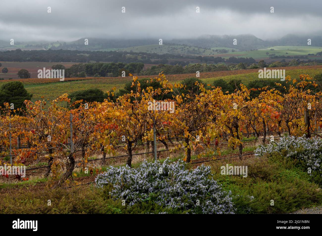 Barossa valley vine yard hi-res stock photography and images - Alamy