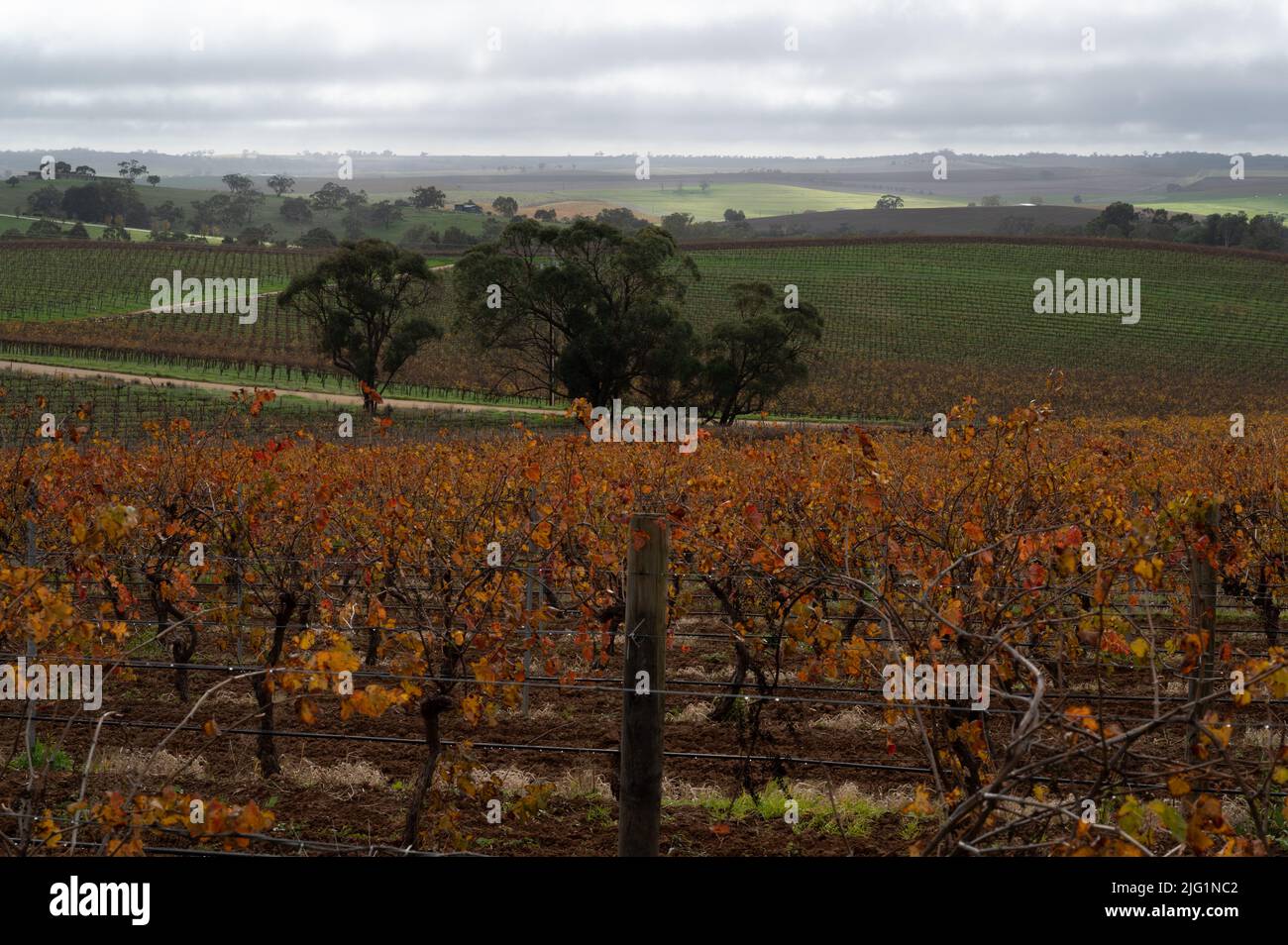 Barossa valley vine yard hi-res stock photography and images - Alamy