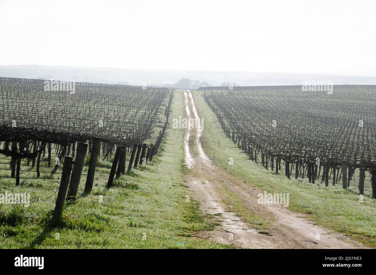 Barossa valley vine yard hi-res stock photography and images - Alamy