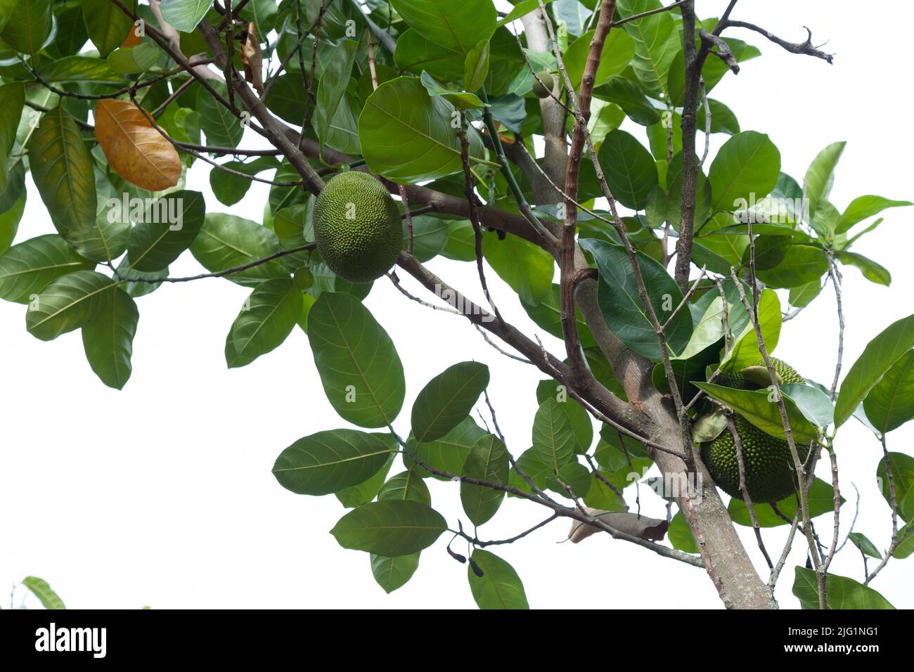 Artocarpus altilis - The breadfruit tree Stock Photo - Alamy