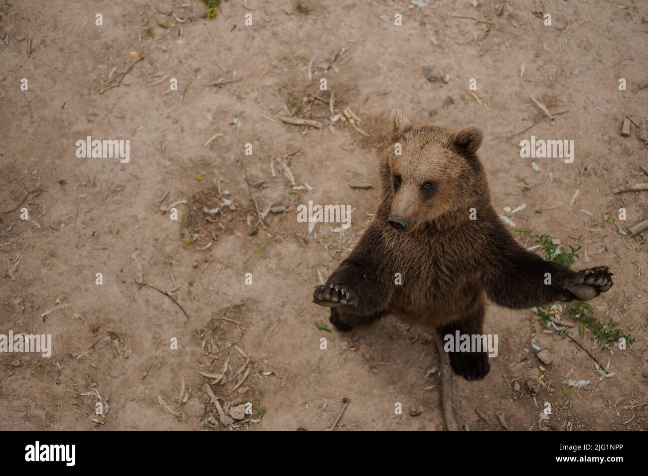 Bear standing on two legs hi-res stock photography and images - Alamy