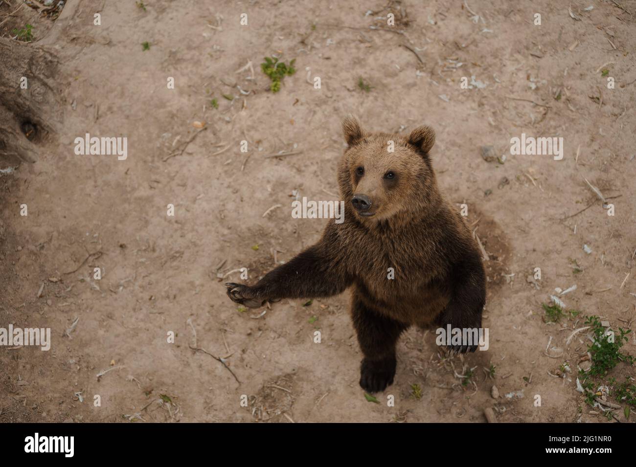 The bear stands on two legs. Bear in the forest Stock Photo - Alamy