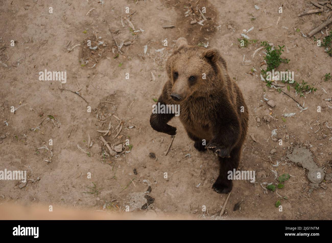 Bear standing on two legs hi-res stock photography and images - Alamy