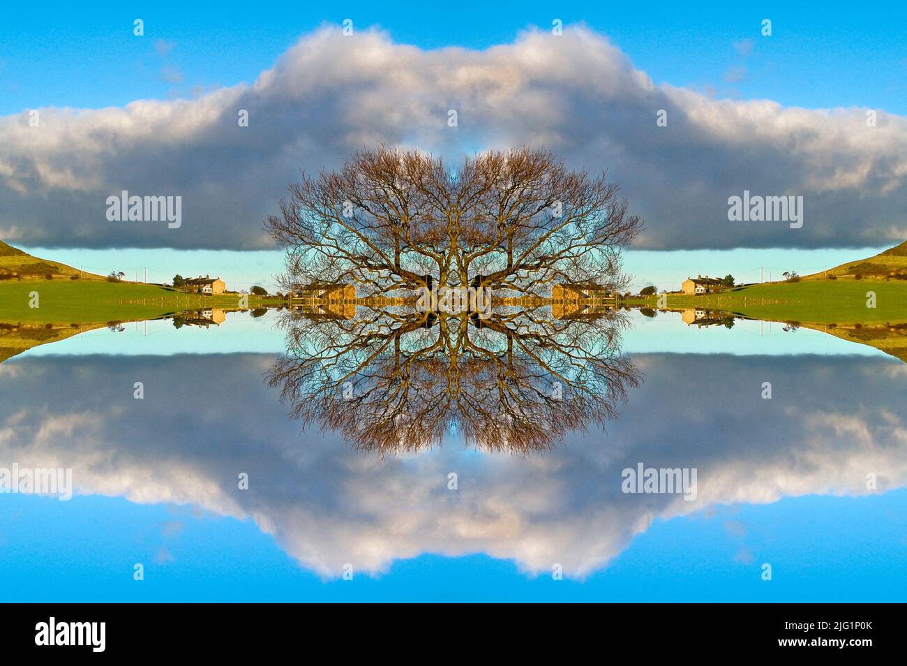 digital art, trees mirrored Stock Photo - Alamy