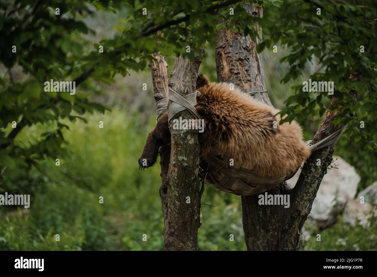 The bear sleeps on a tree. Bear in the forest Stock Photo - Alamy