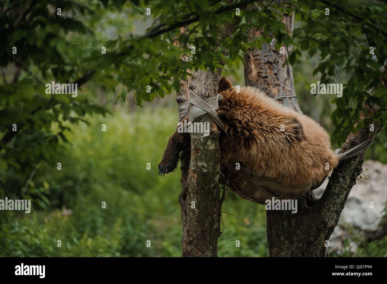 The bear sleeps on a tree. Bear in the forest Stock Photo - Alamy