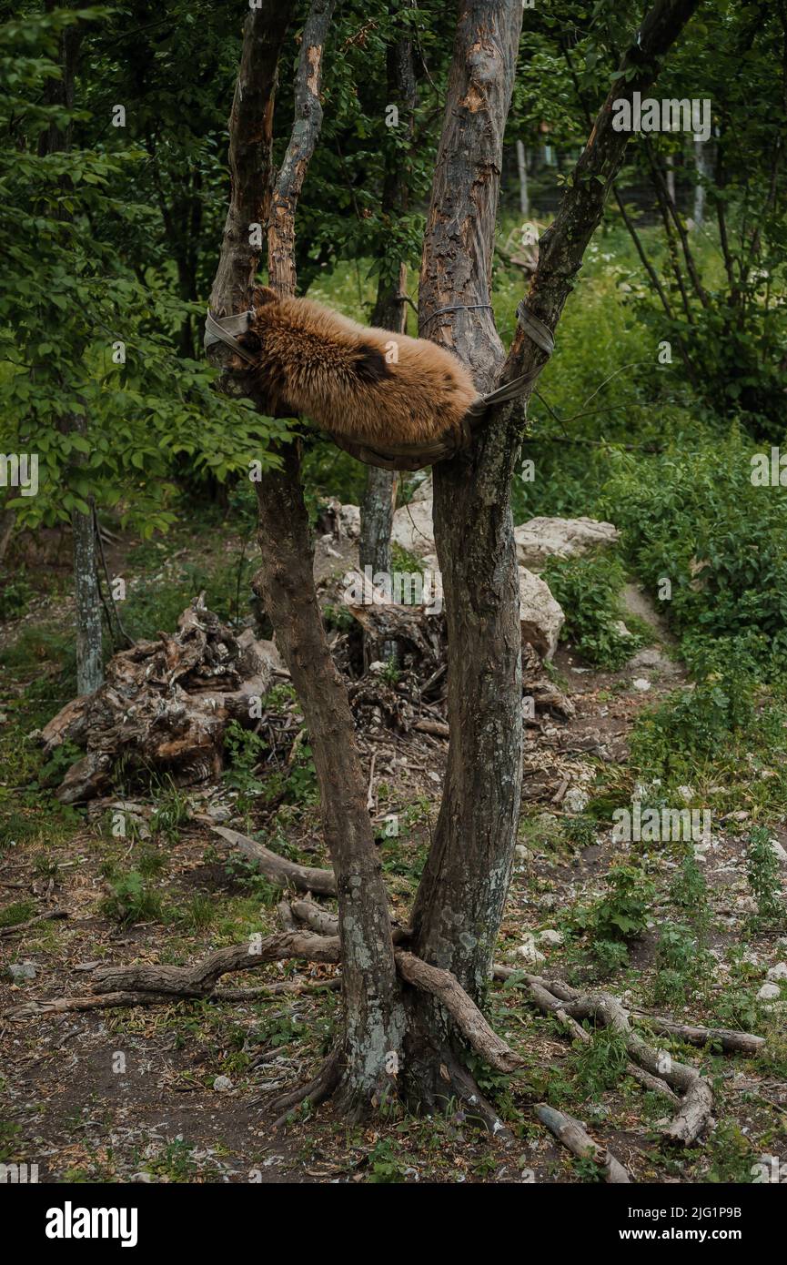 The bear sleeps on a tree. Bear in the forest Stock Photo - Alamy