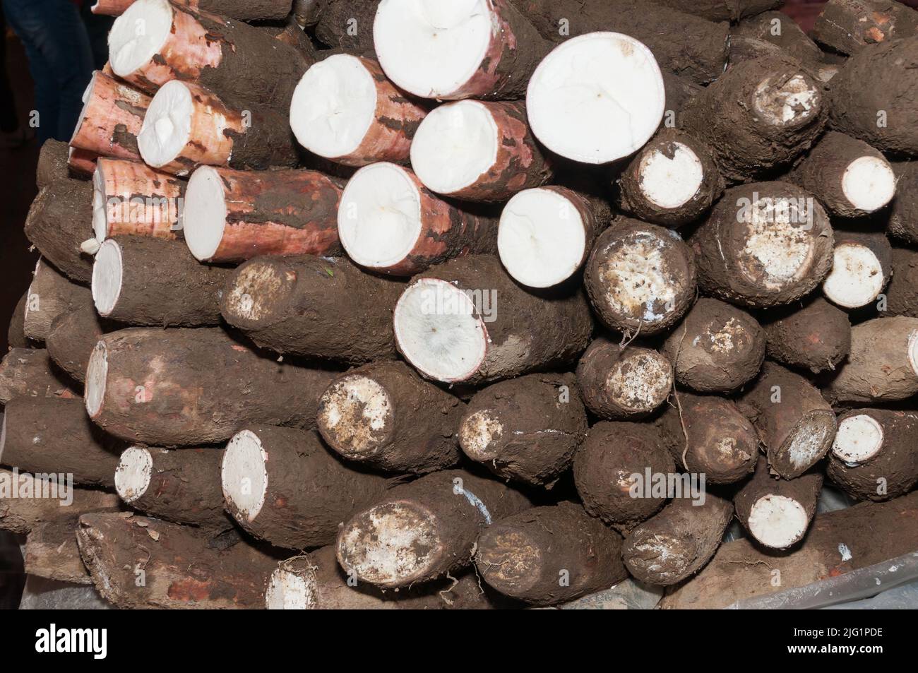 Manioc cassava tuber manihot esculenta hi-res stock photography and ...