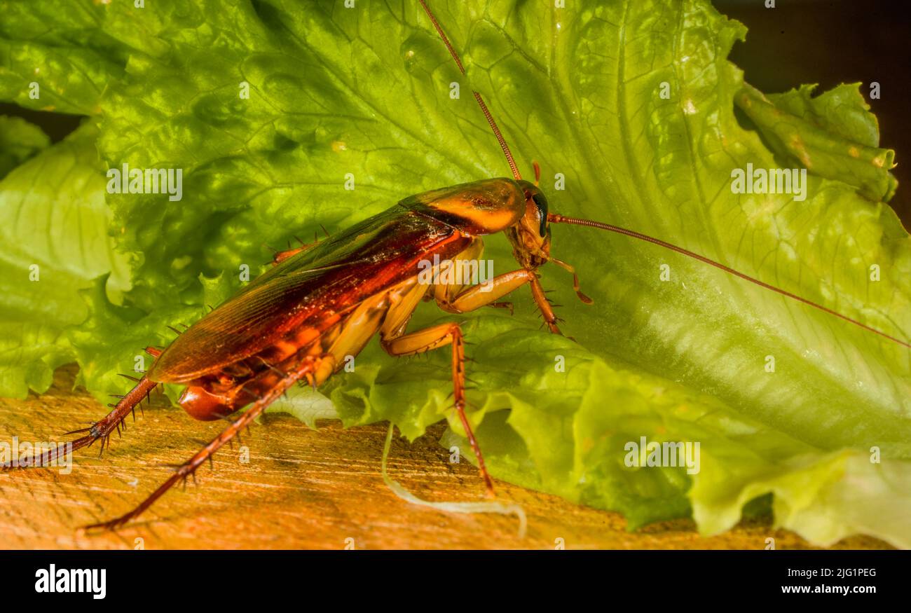 Dictyoptera cockroach hi-res stock photography and images - Alamy