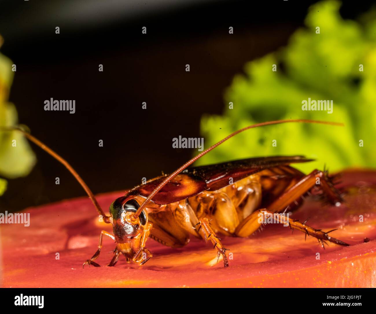 Eating cockroach hi-res stock photography and images - Alamy
