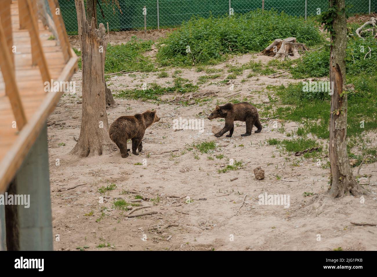 Two bears play with each other in the forest Stock Photo - Alamy