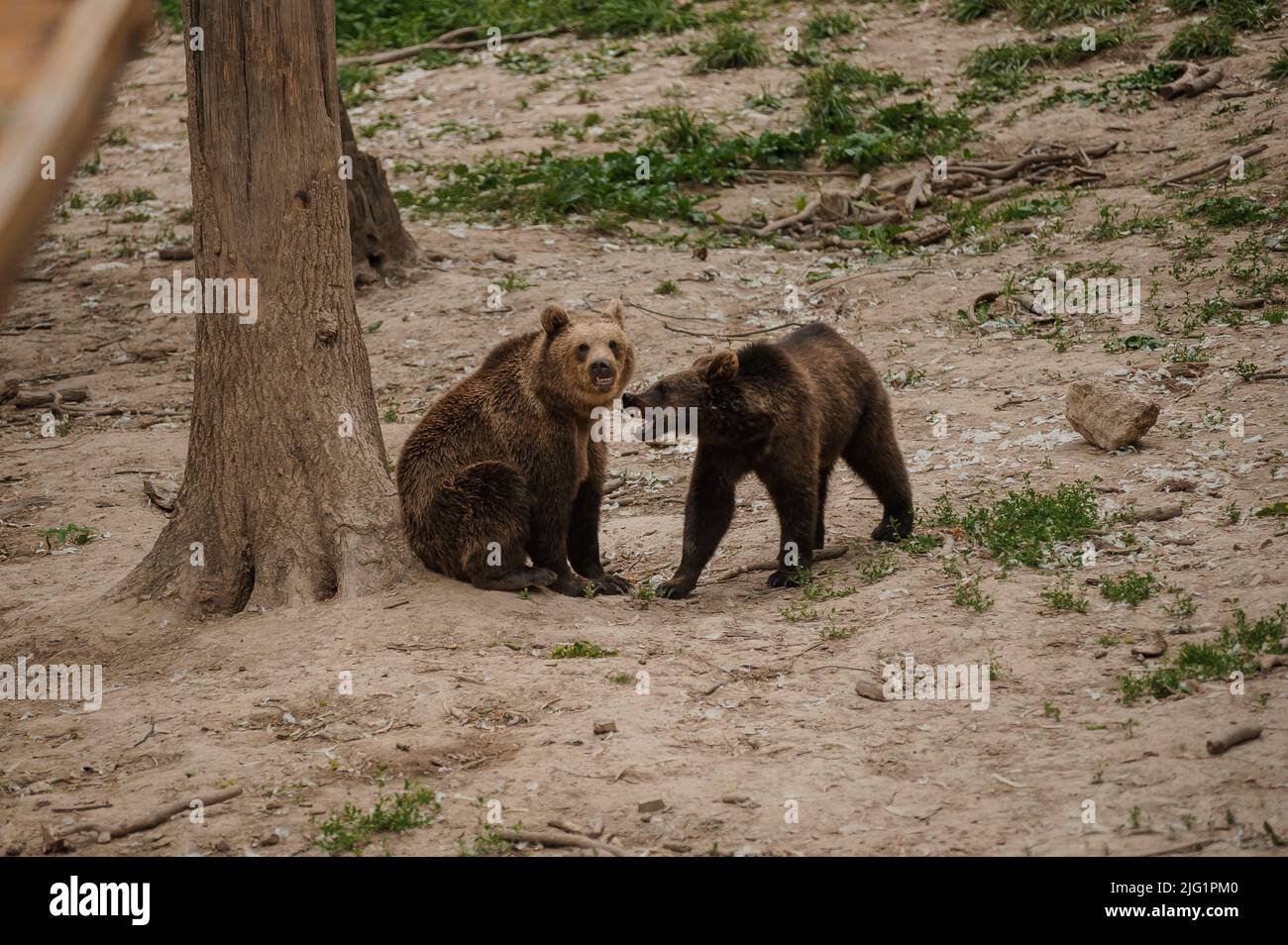 Two bears play with each other in the forest Stock Photo - Alamy