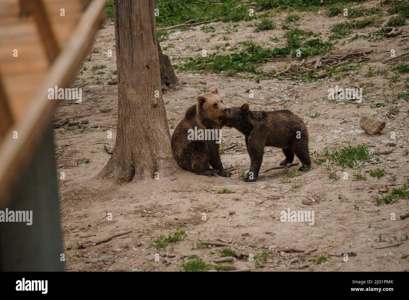 Two Bears Playing