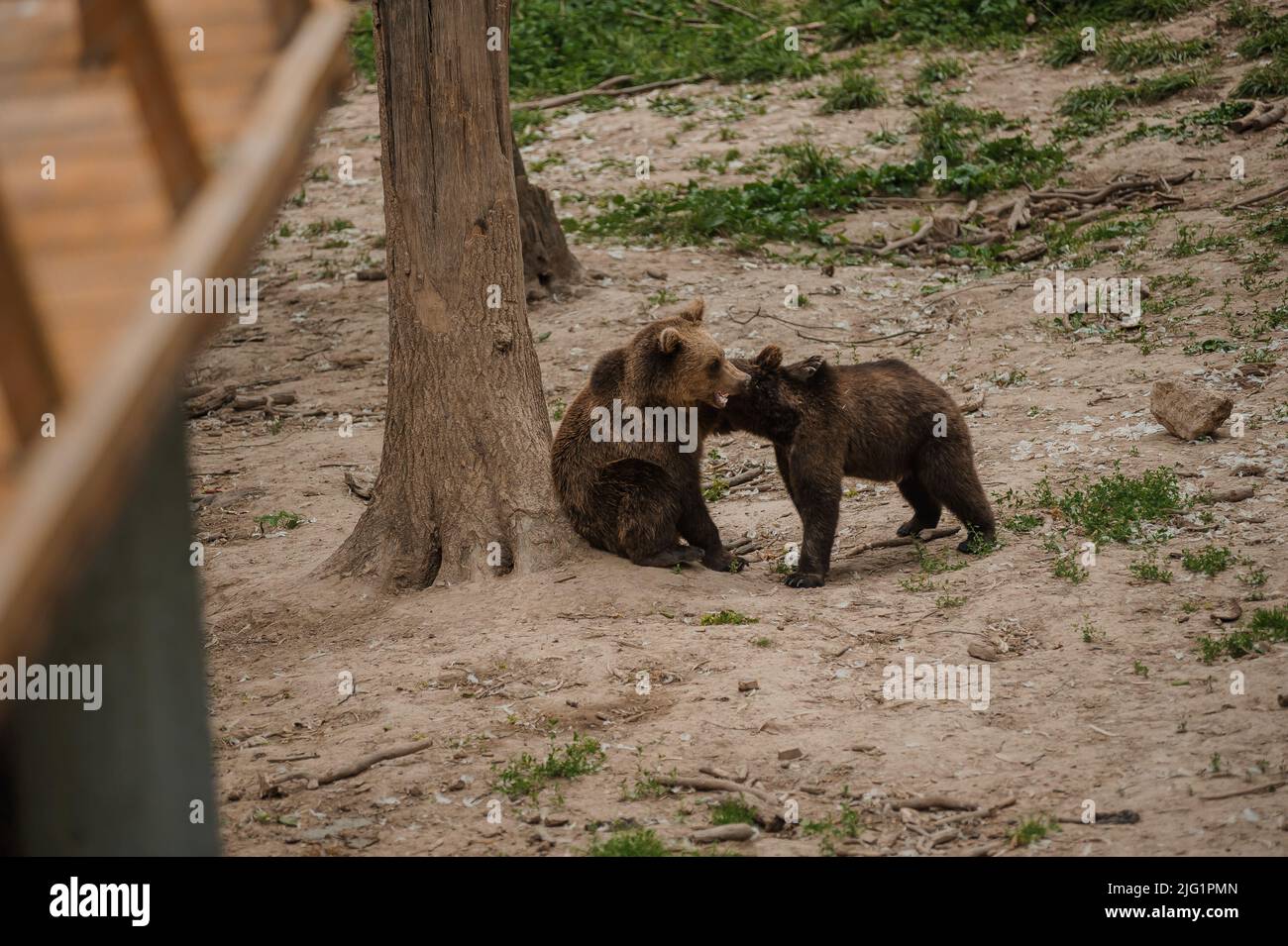 Two bears play with each other in the forest Stock Photo - Alamy