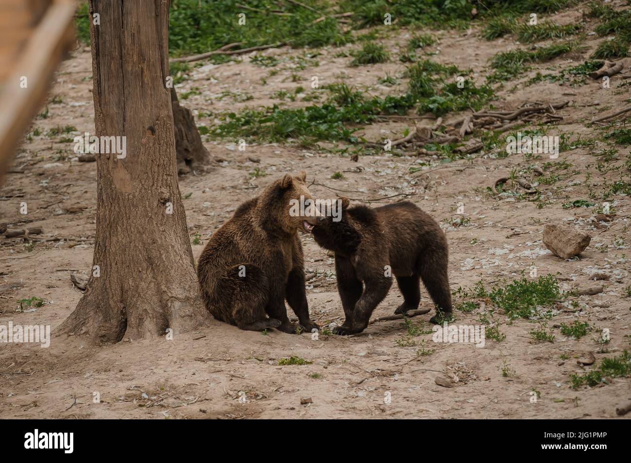 Two bears play with each other in the forest Stock Photo - Alamy