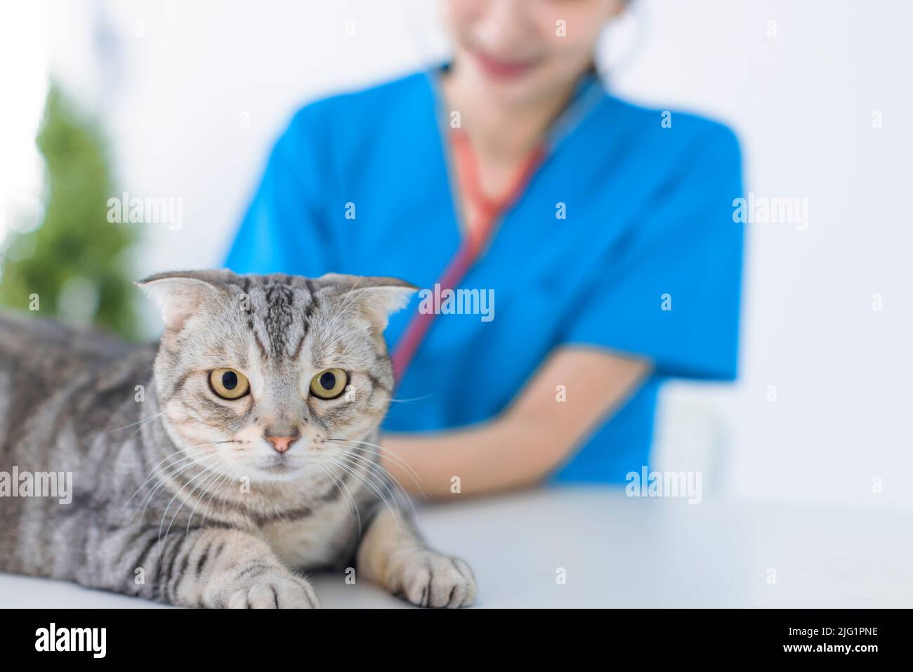 cat with veterinarian doctor at vet clinic Stock Photo - Alamy