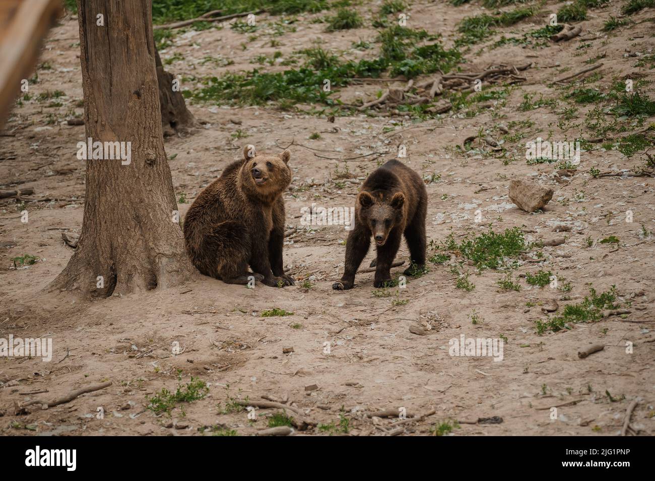 Two bears play with each other in the forest Stock Photo - Alamy