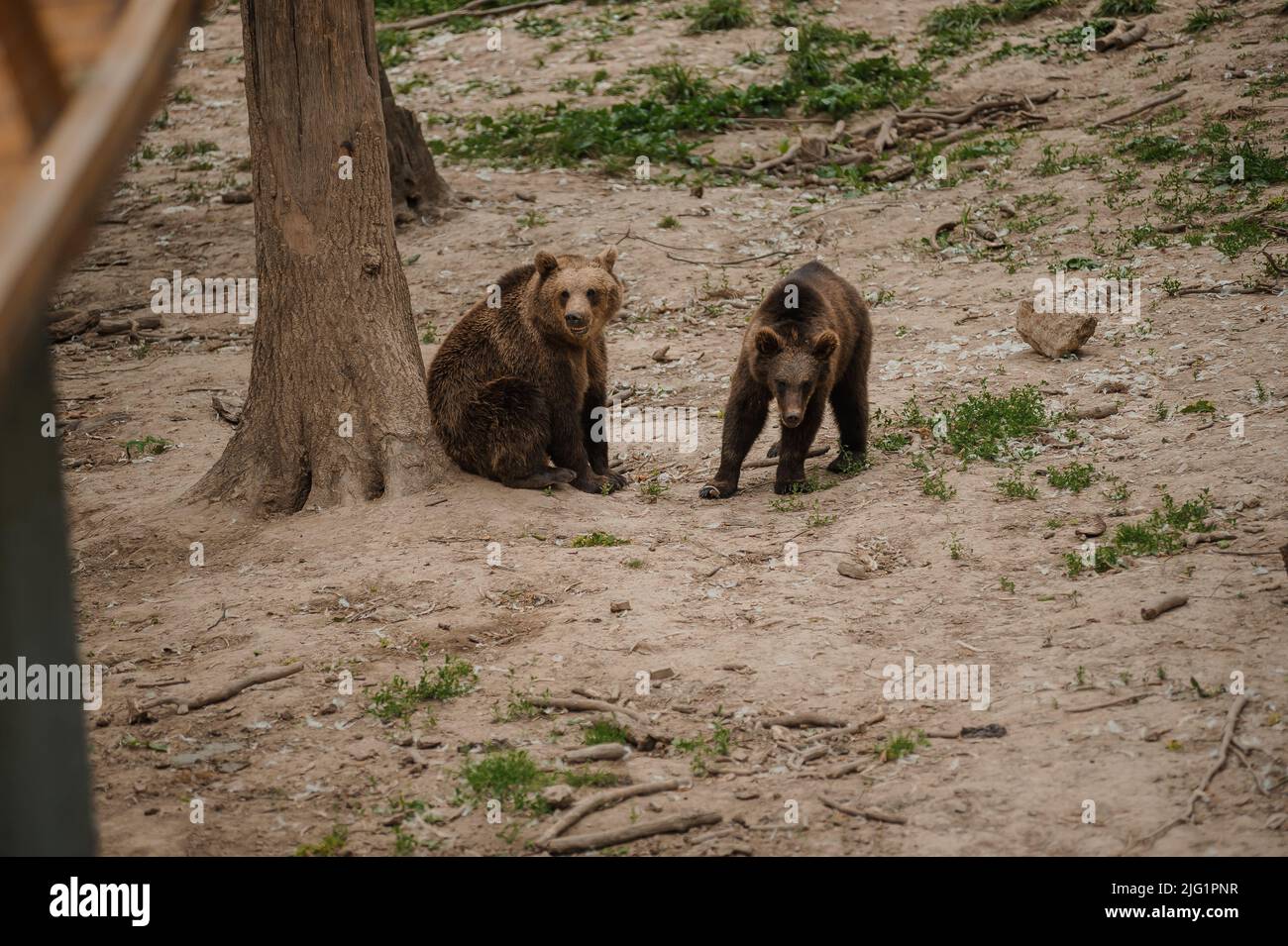 Two brown bears play with each other in the forest Stock Photo - Alamy