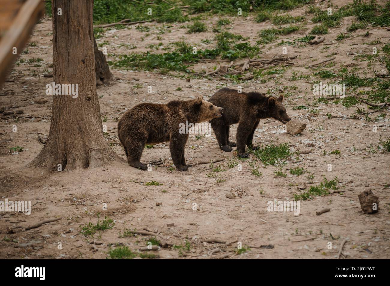 Two brown bears play with each other in the forest Stock Photo - Alamy