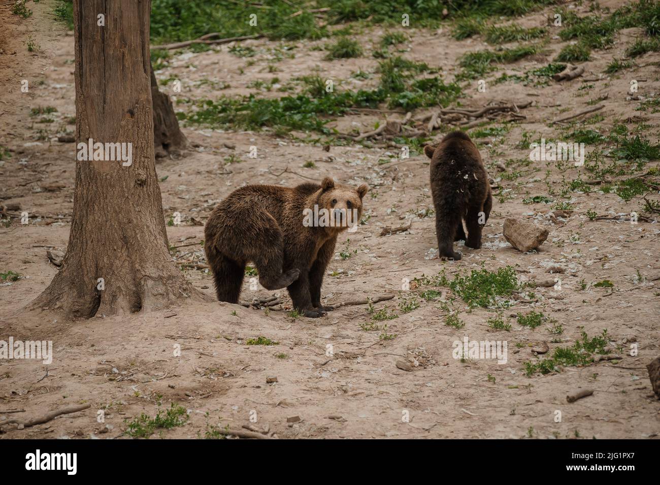 Two brown bears play with each other in the forest Stock Photo - Alamy