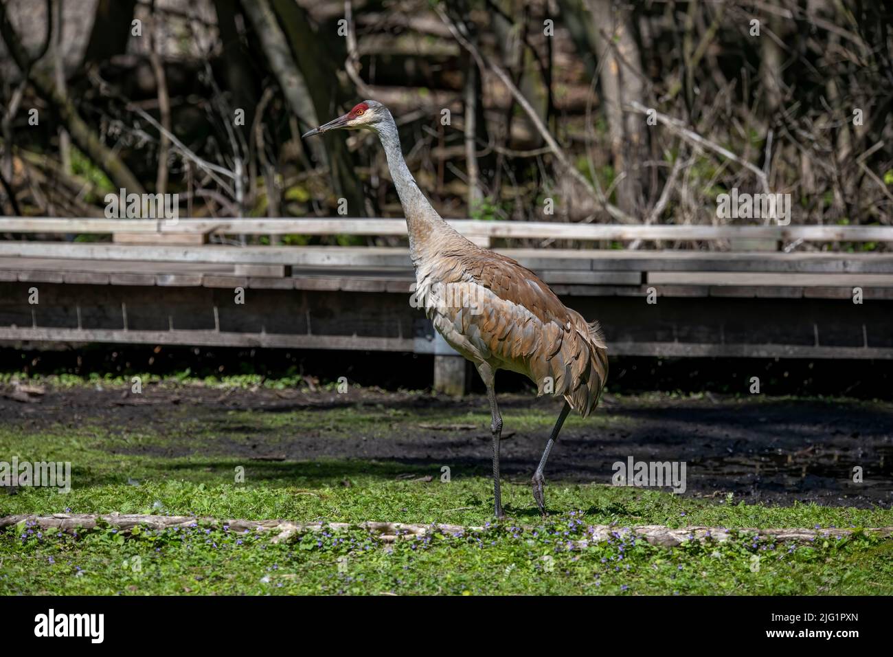 The sandhill crane(Antigone canadensis) . Native American bird a ...