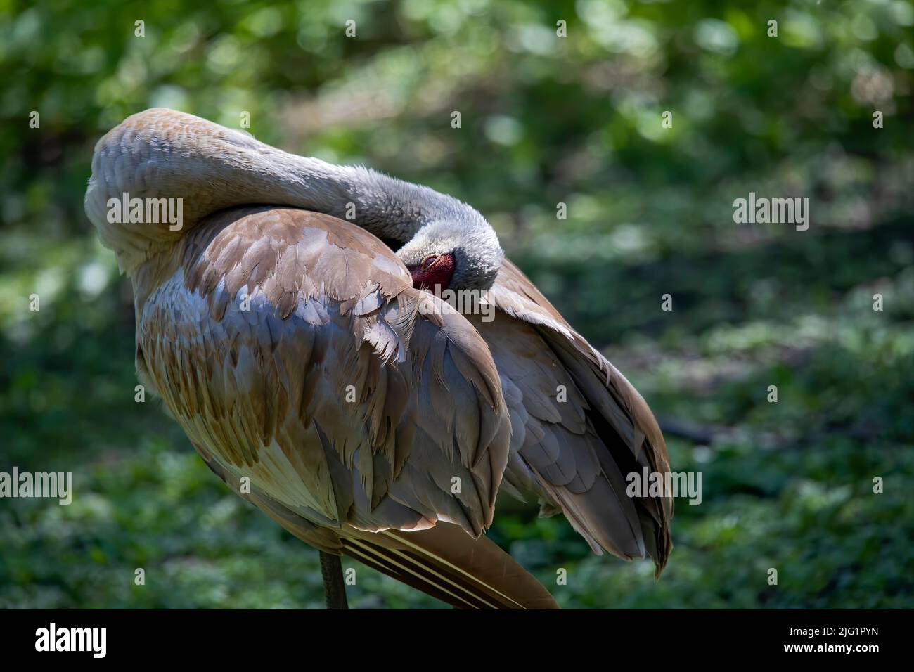 The sandhill crane(Antigone canadensis) . Native American bird a ...