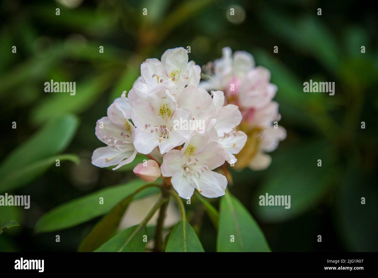 Rhododendrons in the Azalea and Rhododendron Park Kromlau, Saxony ...
