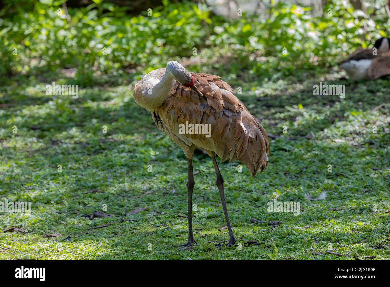 The sandhill crane(Antigone canadensis) . Native American bird a ...