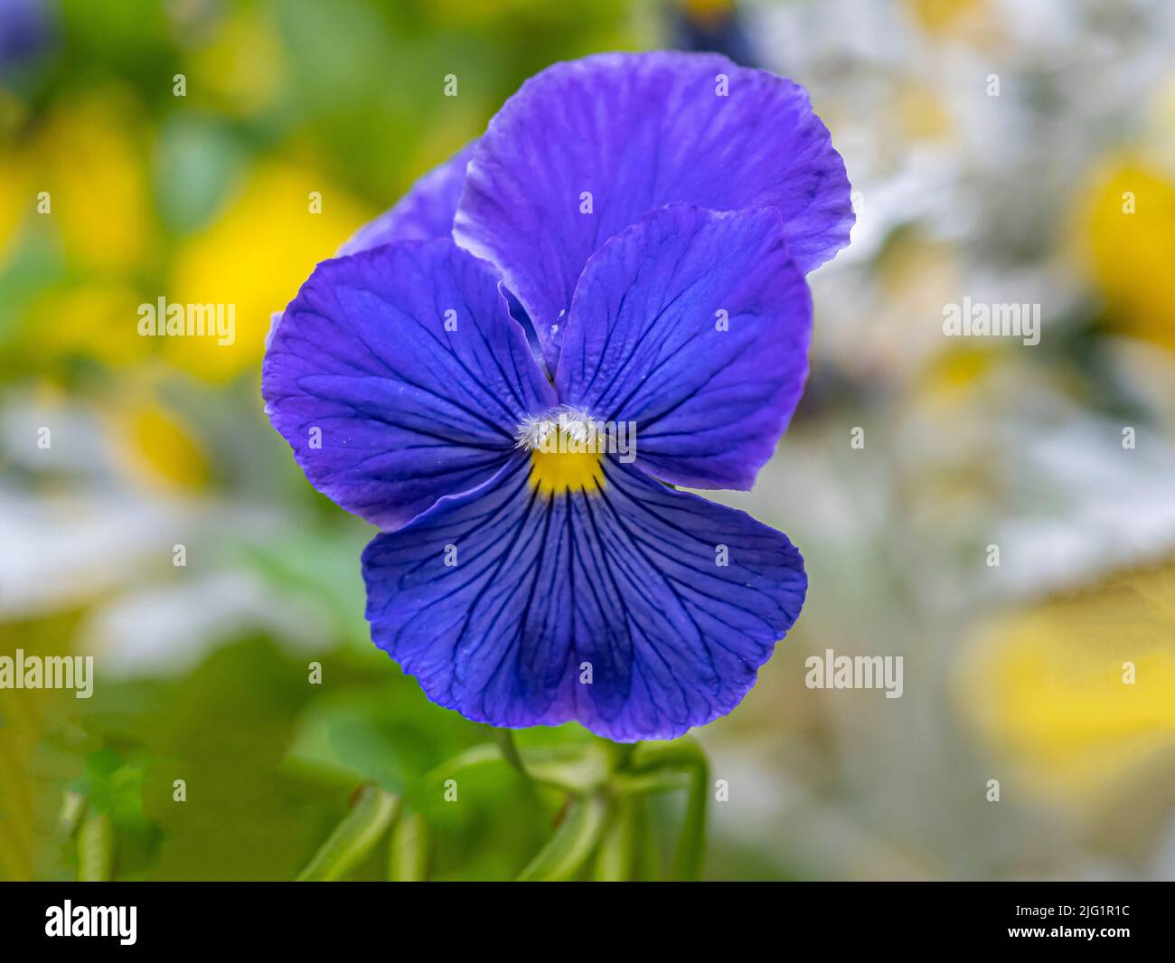 garden pansy is a type of large-flowered hybrid plant cultivated as a ...