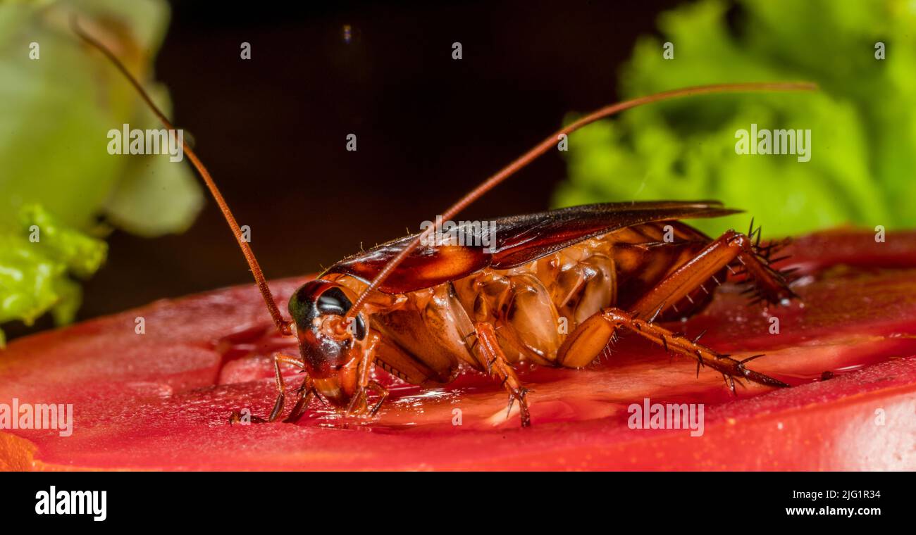 Cockroach food hi-res stock photography and images - Alamy