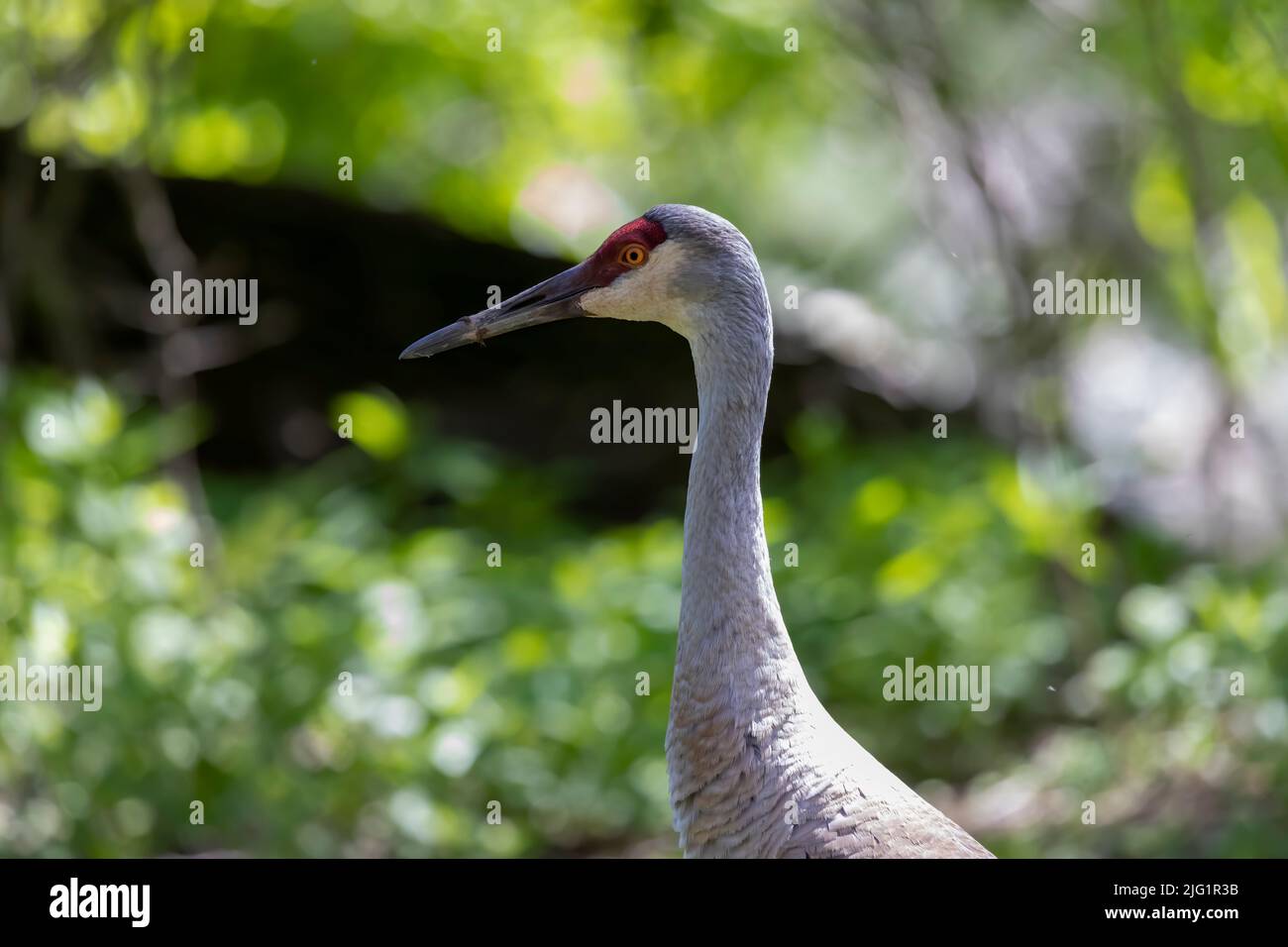 The sandhill crane(Antigone canadensis) . Native American bird a ...