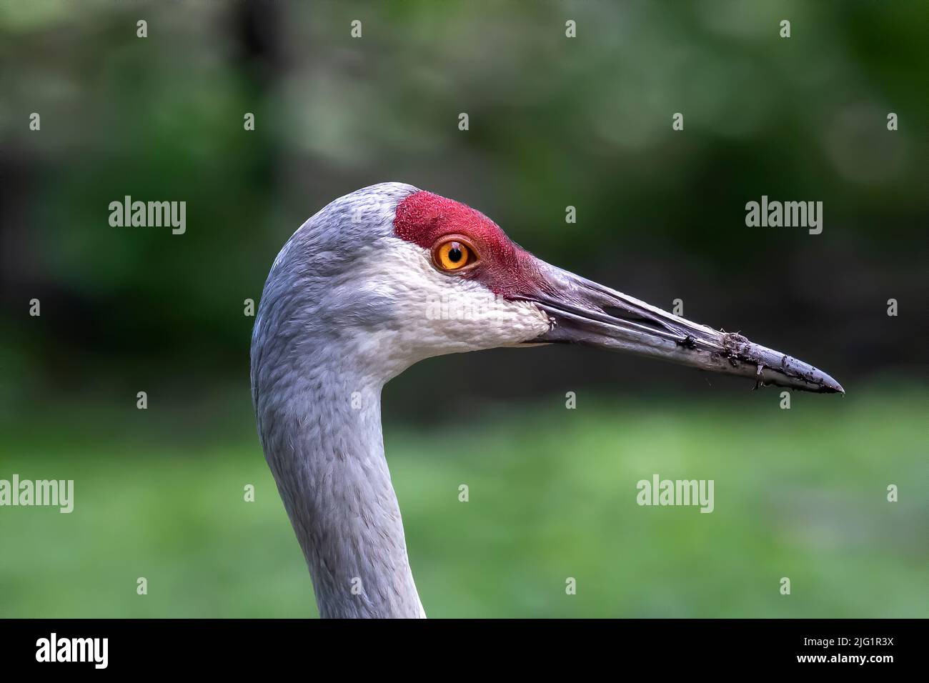 The sandhill crane(Antigone canadensis) . Native American bird a ...