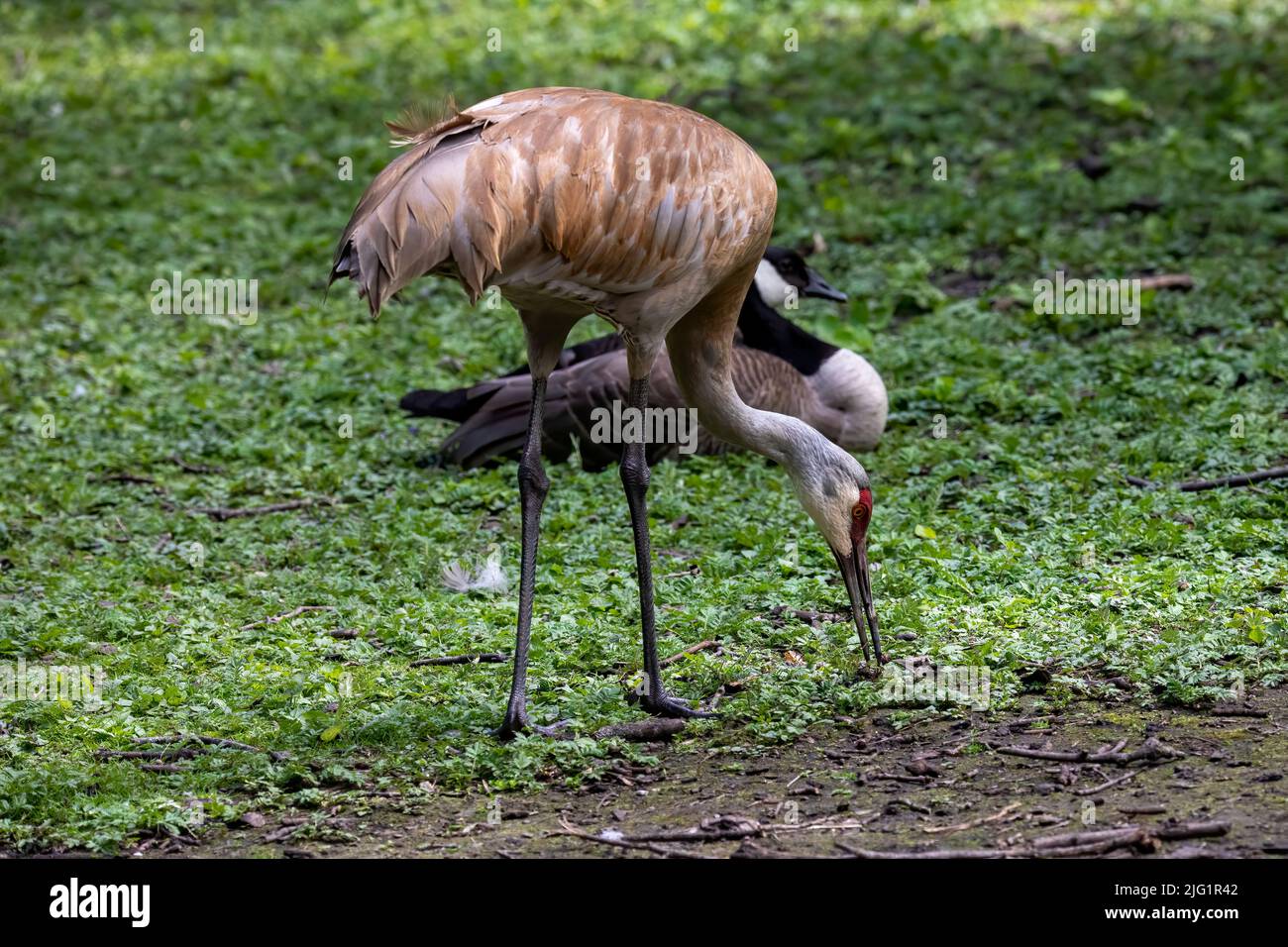 The sandhill crane(Antigone canadensis) . Native American bird a ...