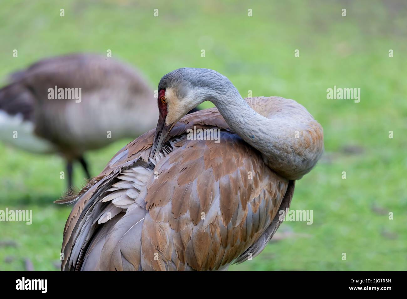 The sandhill crane(Antigone canadensis) . Native American bird a ...